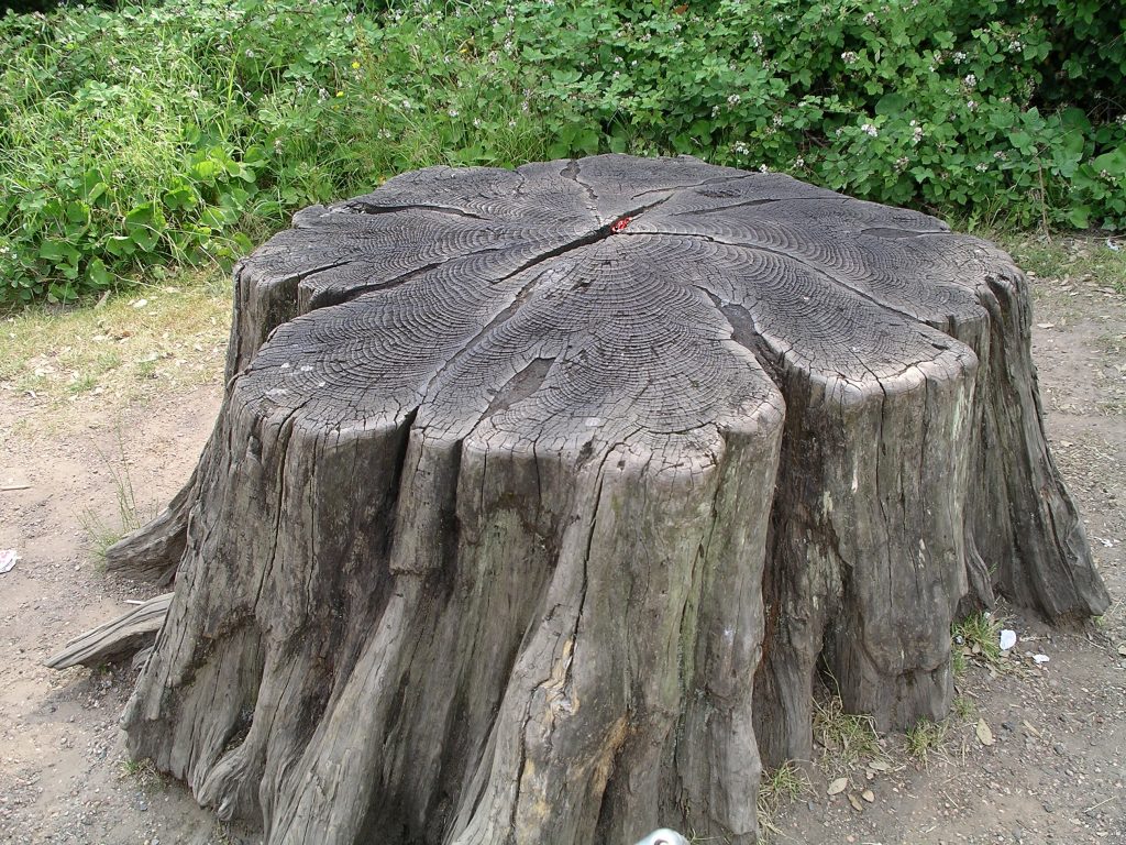 Steps In A Stump Removal Service Process steps-in-a-stump-removal-service-process